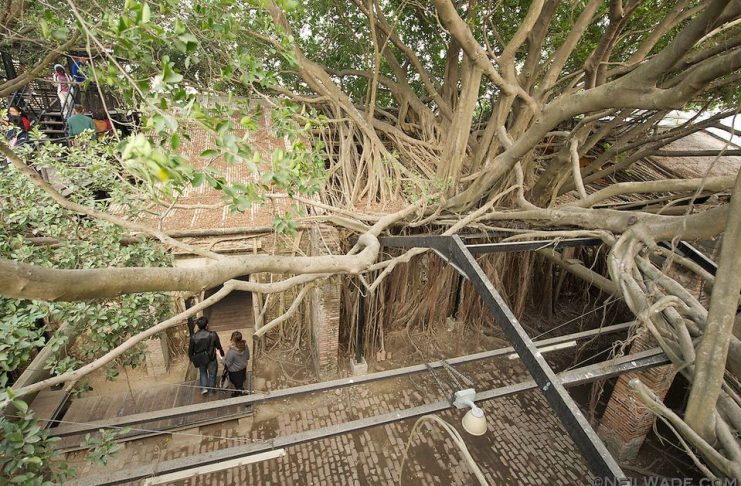 Taiwan-tainan-anping-tree-house - Living + Nomads – Travel tips, Guides ...