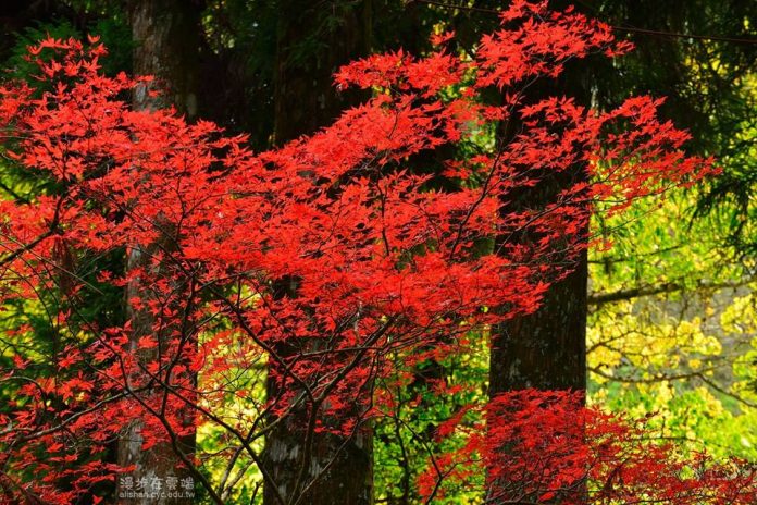 Taiwan Fall Foliage Forecast 2025 — When & 9+ Best Place to See Autumn ...