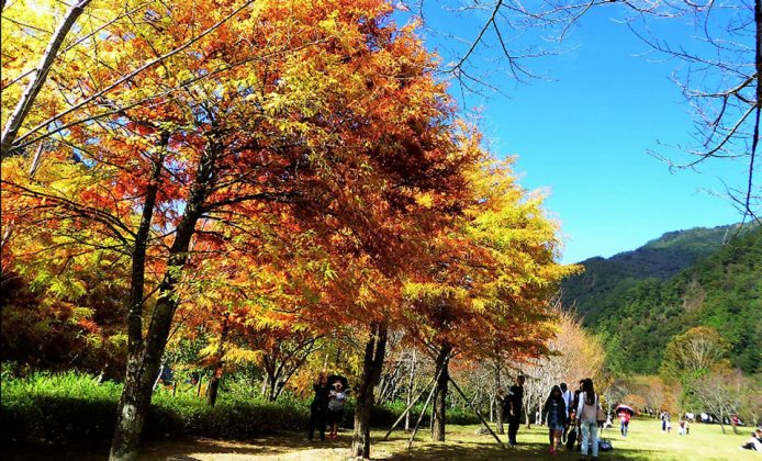 Taiwan Fall Foliage Forecast 2025 — When & 9+ Best Place to See Autumn ...