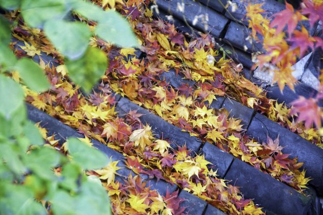 Busan fall foliage forecast 2025 — When & 6+ best places to visit in ...