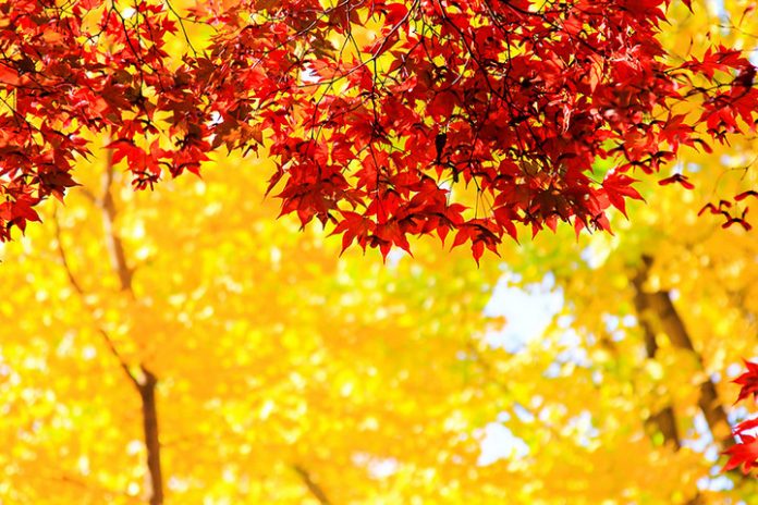 Busan fall foliage forecast 2025 — When & 6+ best places to visit in ...