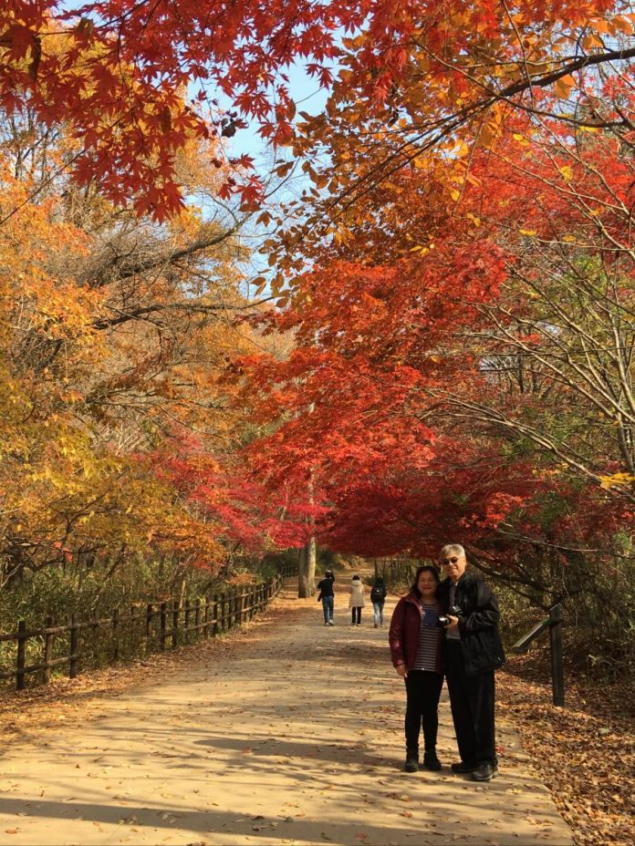 Busan fall foliage forecast 2025 — When & 6+ best places to visit in ...