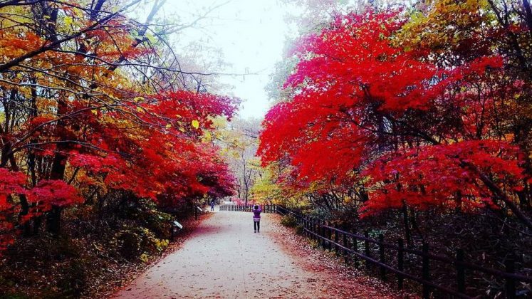 Busan fall foliage — 6 best Busan attractions in autumn & places to ...
