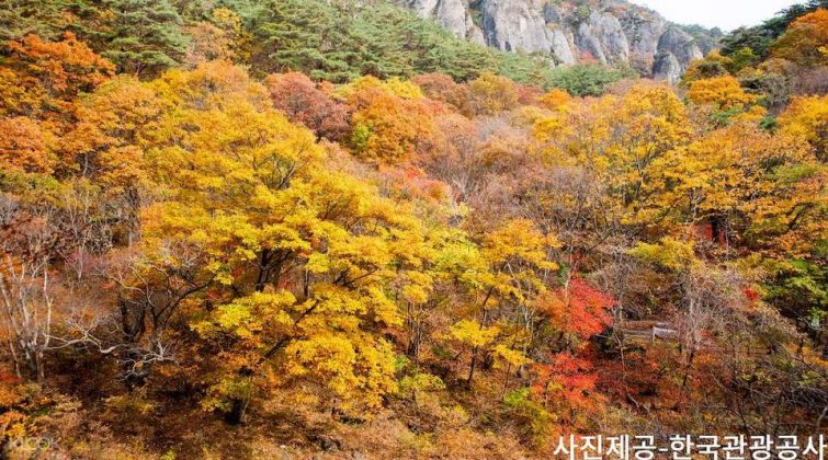 Busan fall foliage forecast 2025 — When & 6+ best places to visit in ...