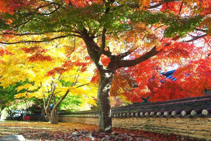 Busan fall foliage forecast 2025 — When & 6+ best places to visit in ...