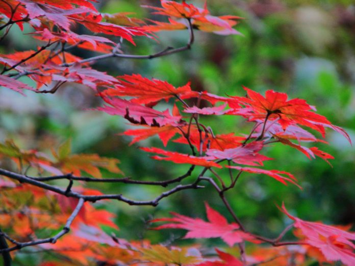 Busan fall foliage forecast 2025 — When & 6+ best places to visit in ...