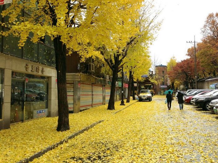 Busan fall foliage forecast 2025 — When & 6+ best places to visit in ...