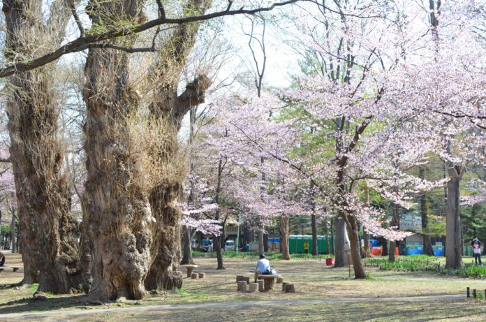What is Hanami in Japan? The meaning & 9+ best places for Hanami in ...