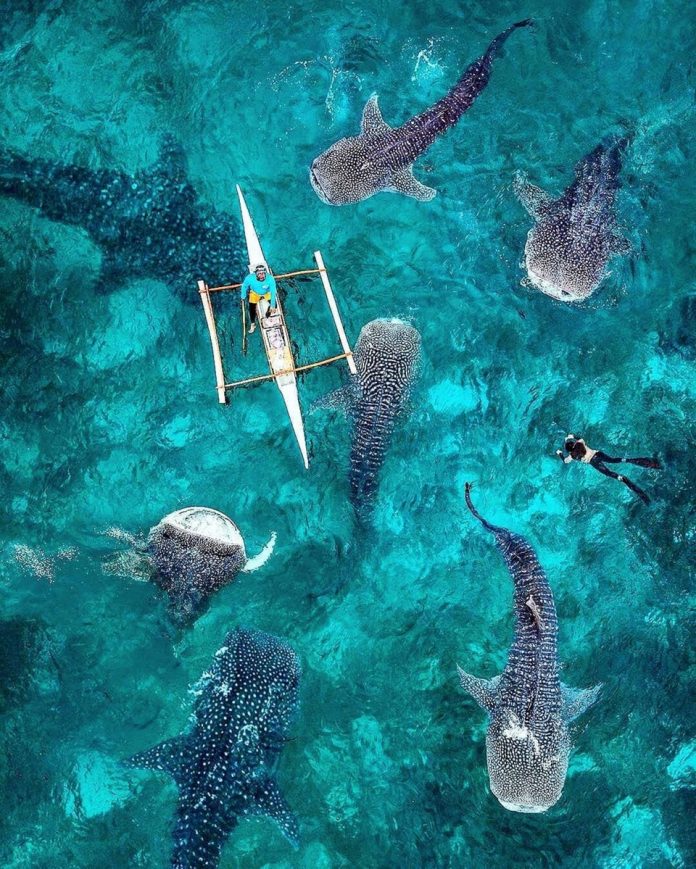 oslob cebu whale shark,cebu guide,cebu blog,cebu island travel guide ...