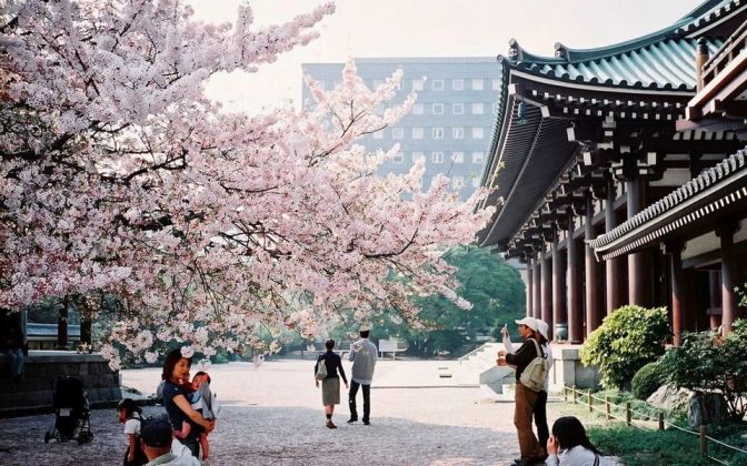 What is Hanami in Japan? The meaning & 9+ best places for Hanami in ...
