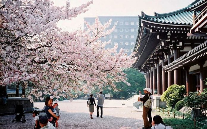 What is Hanami in Japan? The meaning & 9+ best places for Hanami in ...