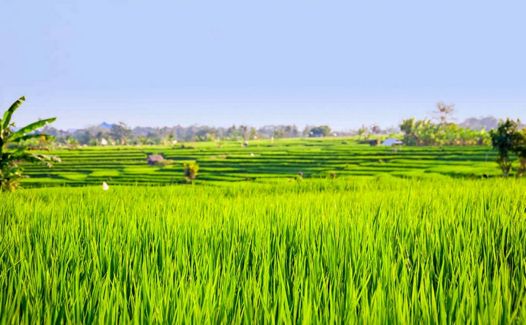 Canggu blog — The fullest Canggu travel guide & top things to do in ...