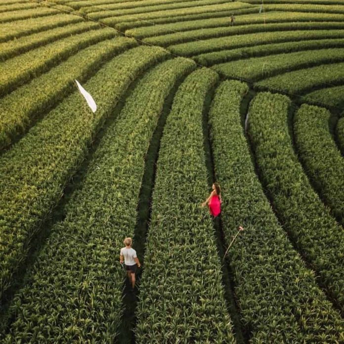 Canggu blog — The fullest Canggu travel guide & top things to do in ...
