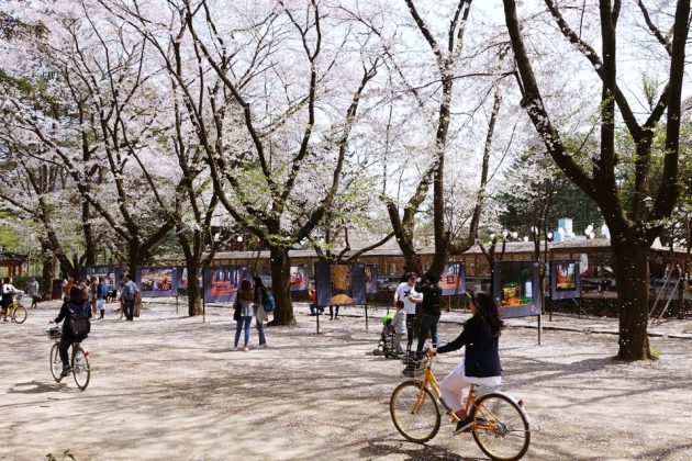 Nami island blog. How to get, when is the best time to visit, what to ...