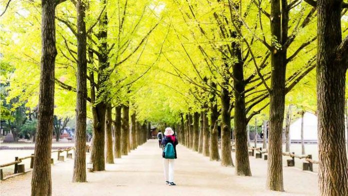 How to get to Nami island from Seoul? — How to go & how to travel to ...