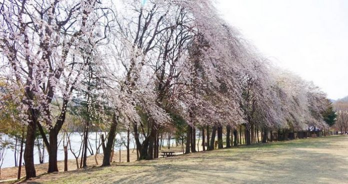 Nami island blog. How to get, when is the best time to visit, what to ...