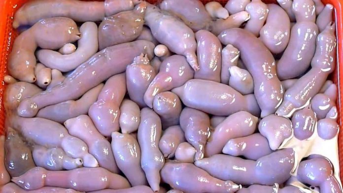 6 Korean weird foods few people dare to try in South Korea - Living ...