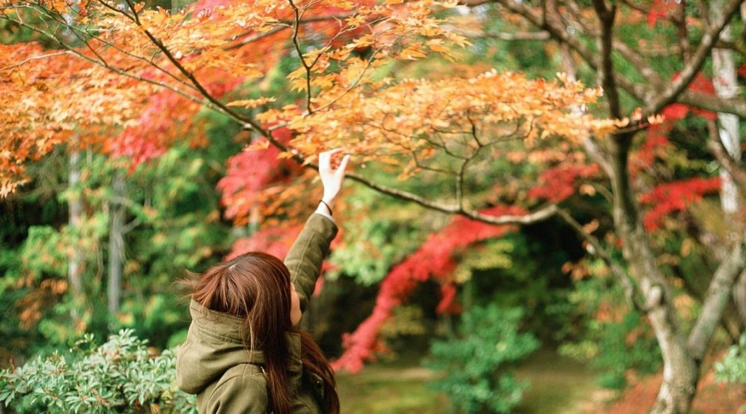 Alishan autumn 2023 — Where to go & what to do in Alishan in the fall ...