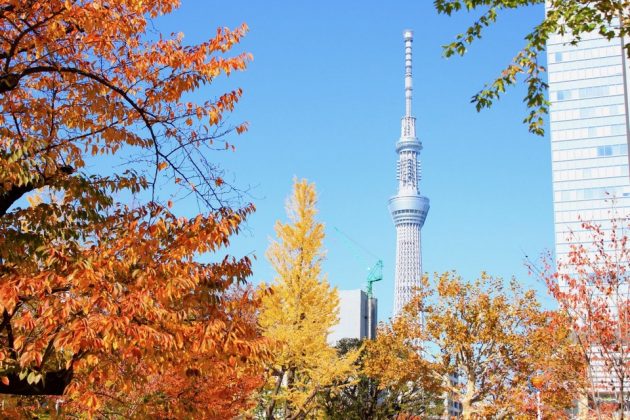 Tokyo autumn leaves forecast 2021 — 13 best autumn spots in Tokyo ...
