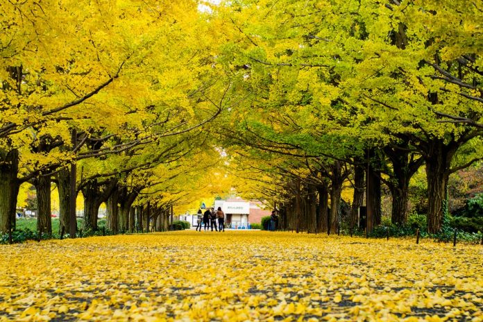 Showa Memorial Park (Showa Kinen Park) autumn, best autumn spots in ...