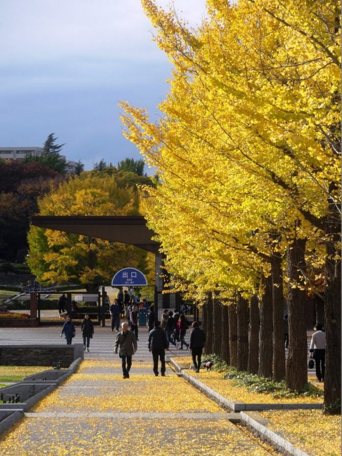 Showa Memorial Park (Showa Kinen Park) autumn, best autumn spots in ...