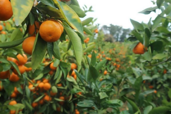 What to eat in Jeju island & where to eat in Jeju? — 21 food must eat ...