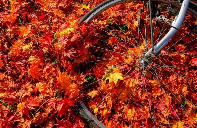 Hokkaido Fall Foliage 2025 Forecast — 15+ top things to do & best ...