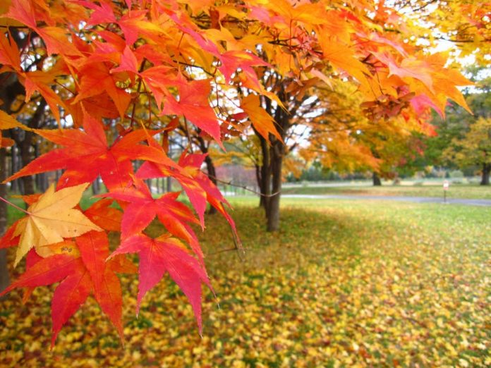 Hokkaido Fall Foliage 2025 Forecast — 15+ top things to do & best ...