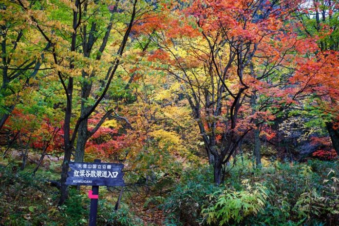 Hokkaido Fall Foliage 2025 Forecast — 15+ top things to do & best ...