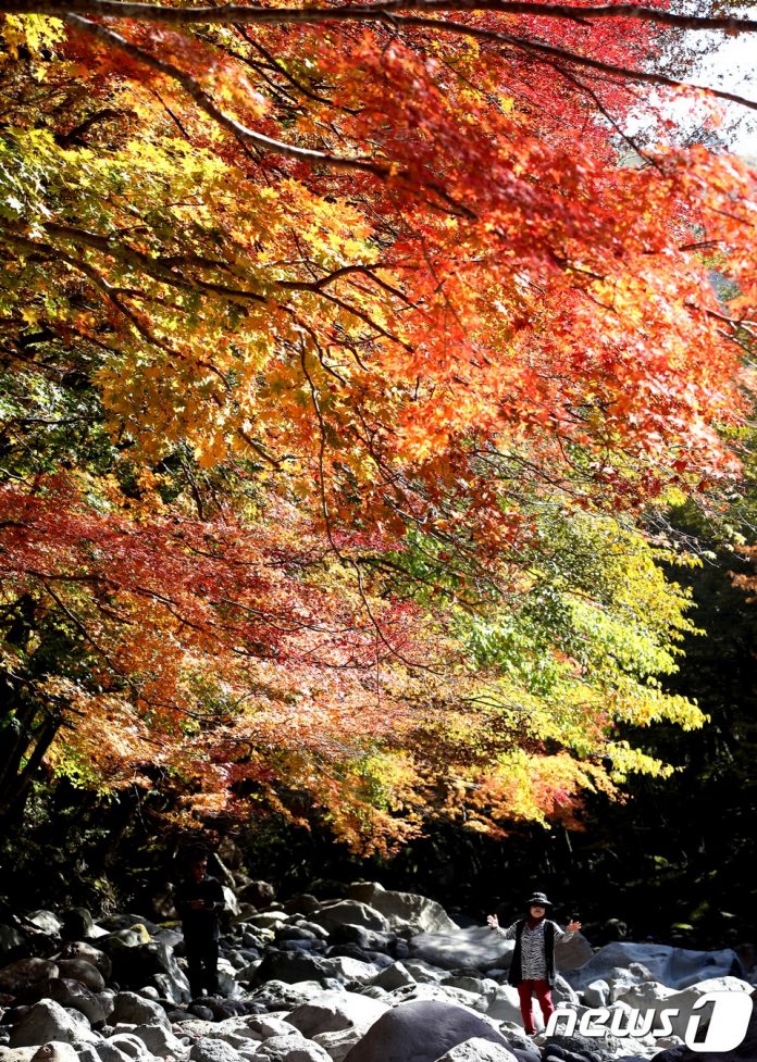Jeju fall foliage forecast 2025 — The time & 6+ best places to visit ...