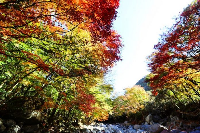 Jeju fall foliage forecast 2025 — The time & 6+ best places to visit ...