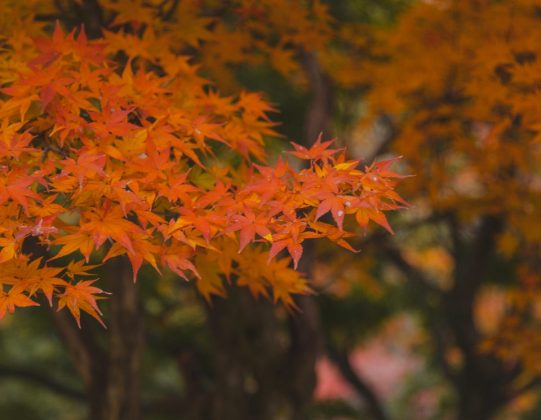 Jeju fall foliage forecast 2025 — The time & 6+ best places to visit ...