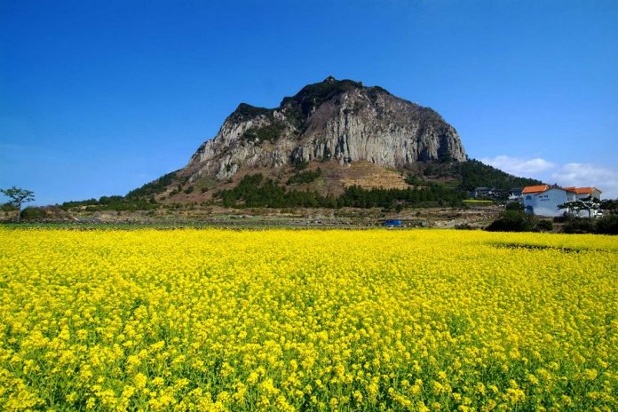 Jeju fall foliage forecast 2025 — The time & 6+ best places to visit ...