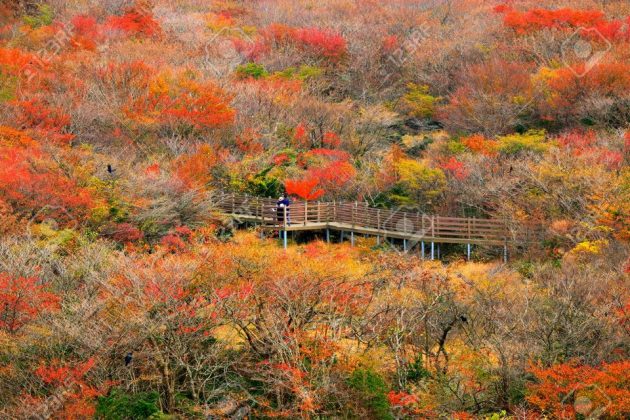 Jeju fall foliage forecast 2025 — The time & 6+ best places to visit ...