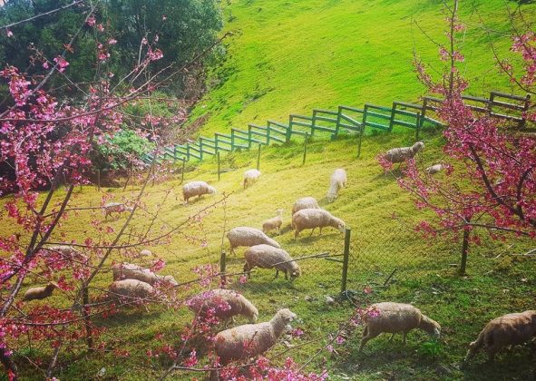 Cingjing Farm blog — How to visit & what to do in Cingjing Farm ...