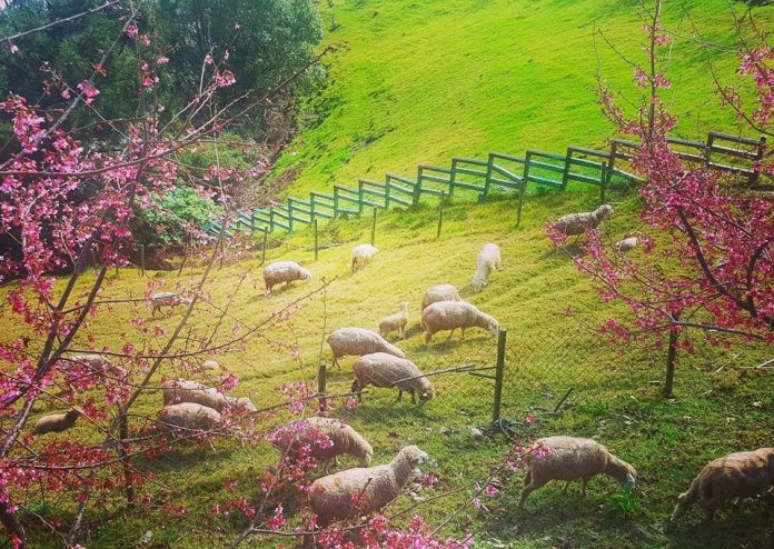 Cingjing Farm blog — How to visit & what to do in Cingjing Farm ...