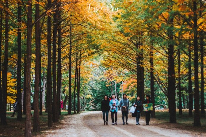 How to get to Nami island from Seoul? — How to go & how to travel to ...