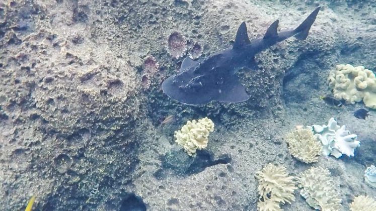 Adventure Cove Waterpark Singapore review — What to do & how to get to ...