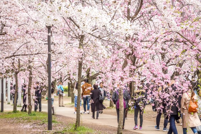 What is Hanami in Japan? The meaning & 9+ best places for Hanami in ...