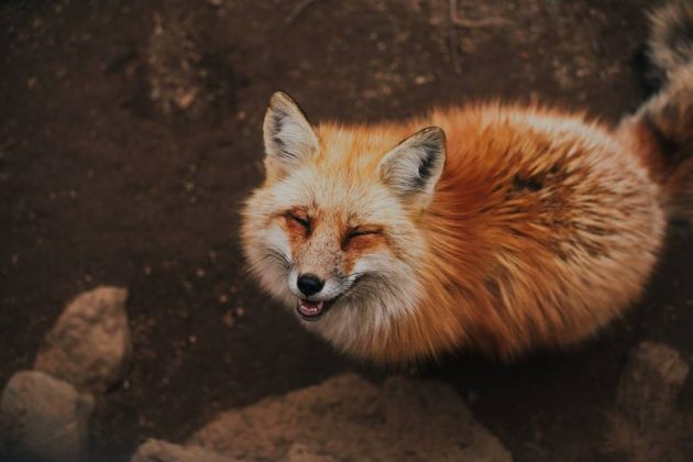 Visit Zao Kitsune Village (Zao Kitsune Mura) — The most unique & cutest ...