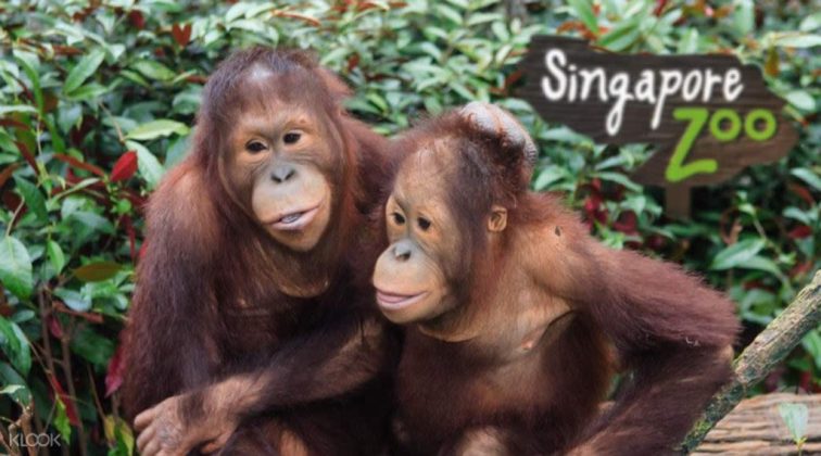 31+ must-see places & top things to do in Singapore for all kinds of ...