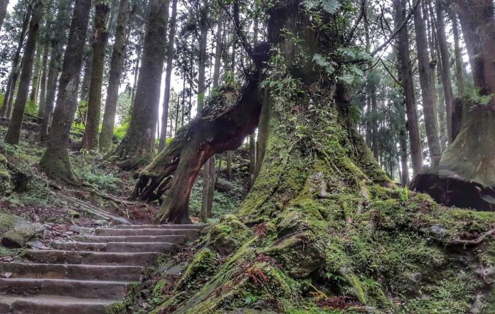 What to do in Alishan? — 5 top attractions & best things to do in ...