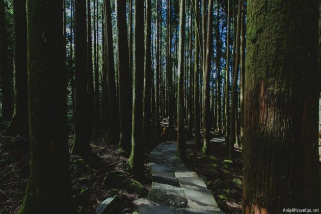 What to do in Alishan? — 5 top attractions & best things to do in ...