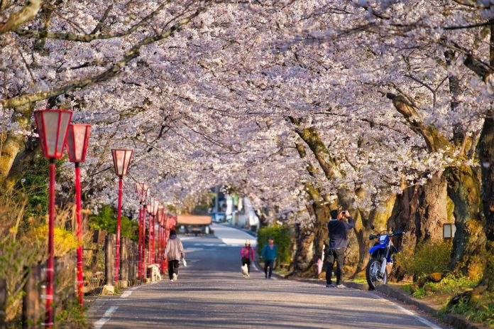 What is Hanami in Japan? The meaning & 9+ best places for Hanami in ...