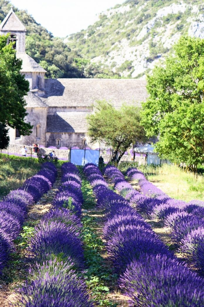 Provence travel blog — The fullest guide to Provence lavender season ...