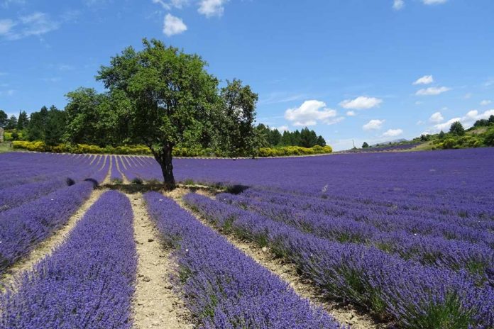 Provence travel blog — The fullest guide to Provence lavender season ...