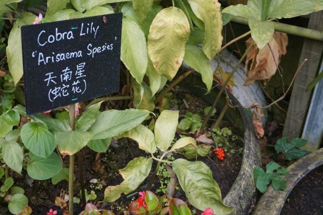 Cameron Highlands shopping — Top 9+ must-have souvenir & what to buy in ...