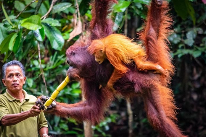 Where to visit in Sabah? 13+ best places to visit in Sabah, Malaysia ...