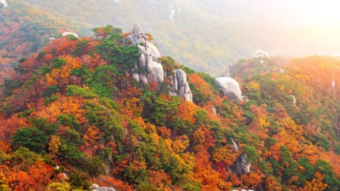 Busan fall foliage forecast 2025 — When & 6+ best places to visit in ...