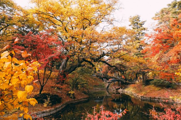 Seoul autumn foliage 2025 forecast — When & 13+ best places to see ...